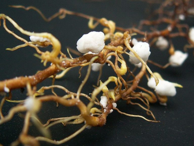 Filoxera - Mastering Wine